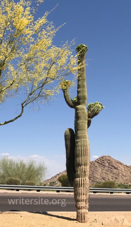 The Cat in the Prose Poem | Luanne Castle: Poetry and Other Words (and ...